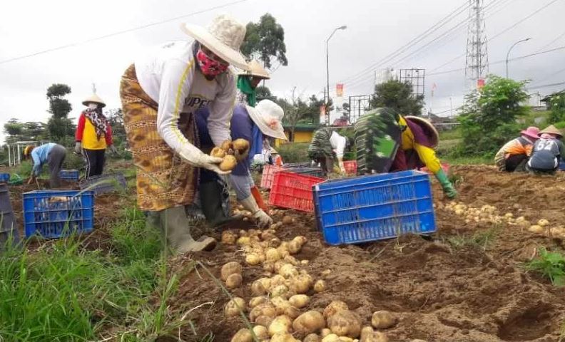 KBH Kledung Hasilkan 28 Ton Benih Kentang Setiap Tahun - Joglo Jateng